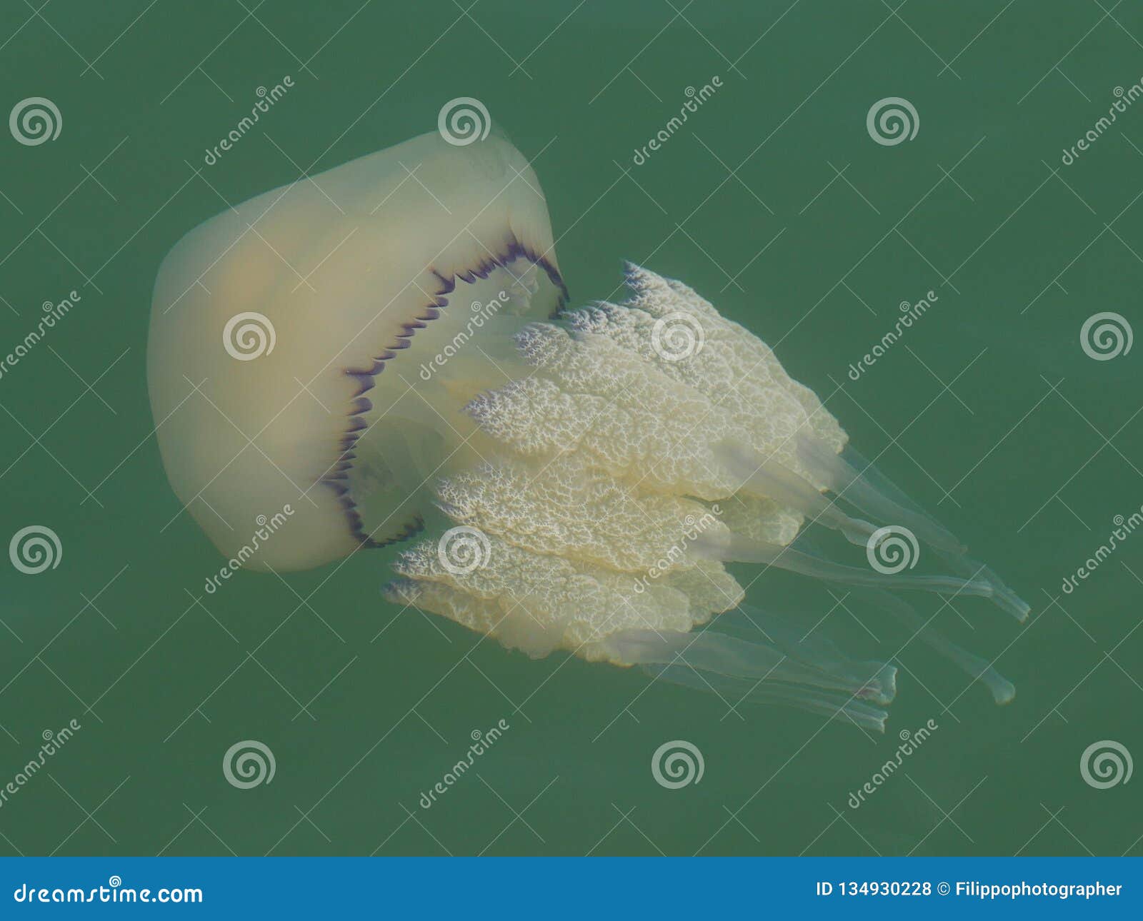 Medusas Transparentes De Rhizostoma Foto de archivo - Imagen de ...