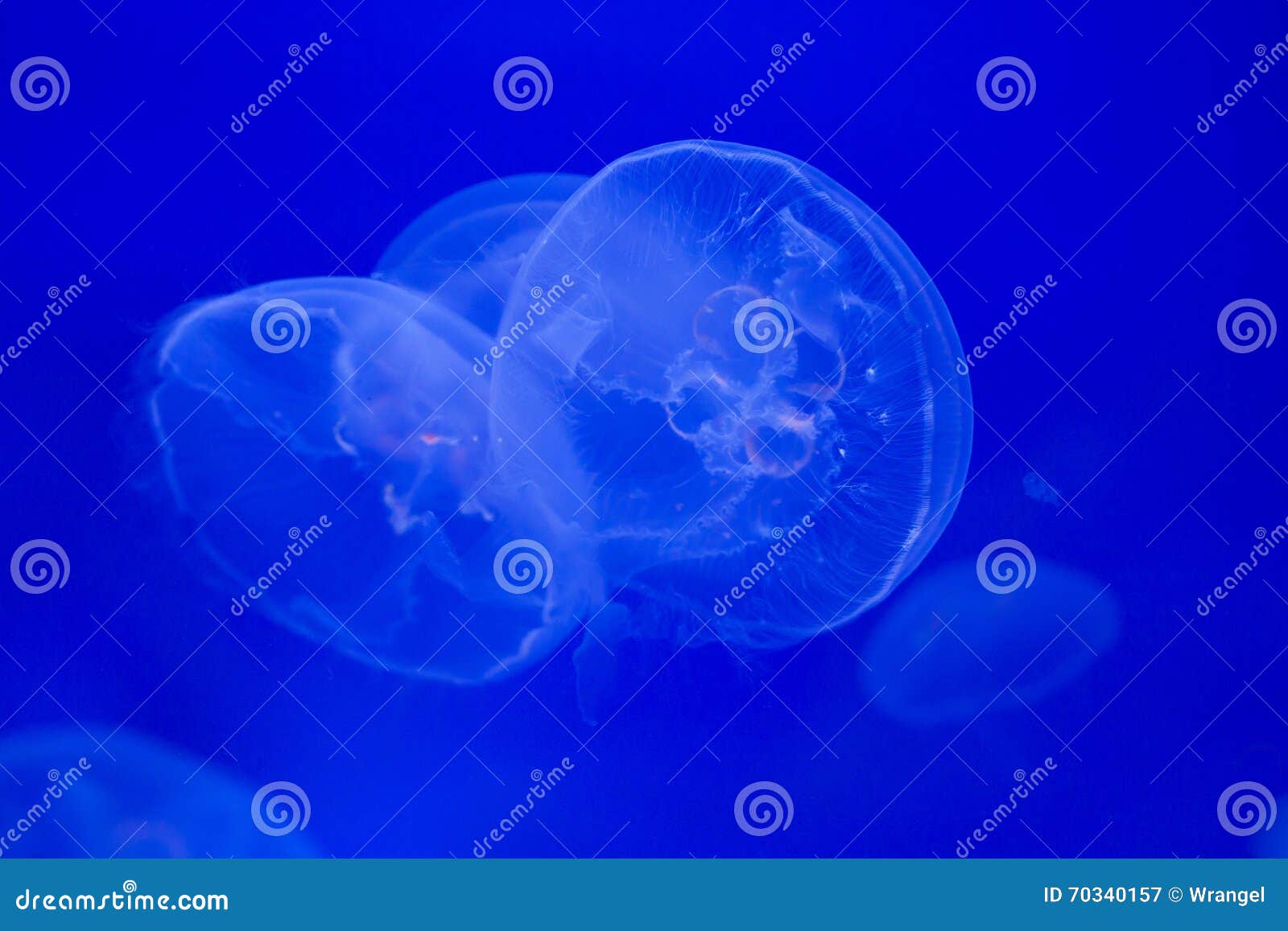 Meduse Della Luna (aurita Di Aurelia) Immagine Stock - Immagine di ...