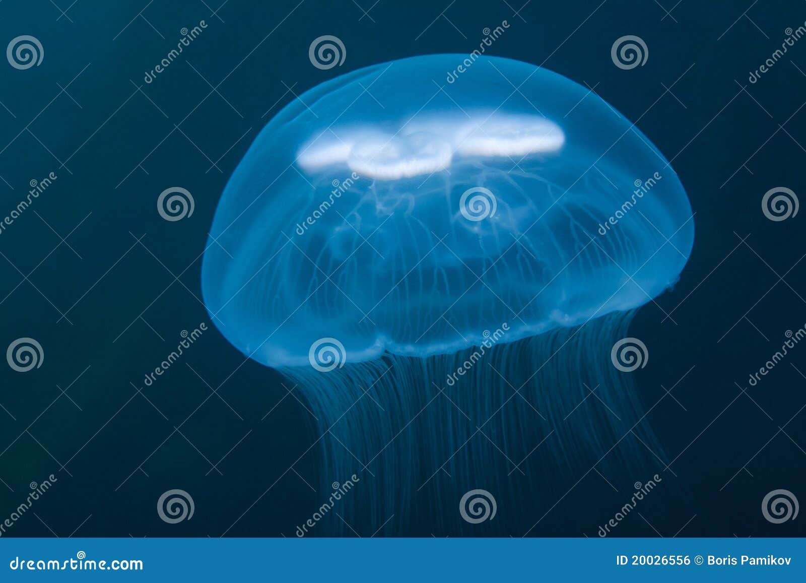 Meduse Sotto Acqua in Mare Del Giappone Fotografia Stock - Immagine di ...