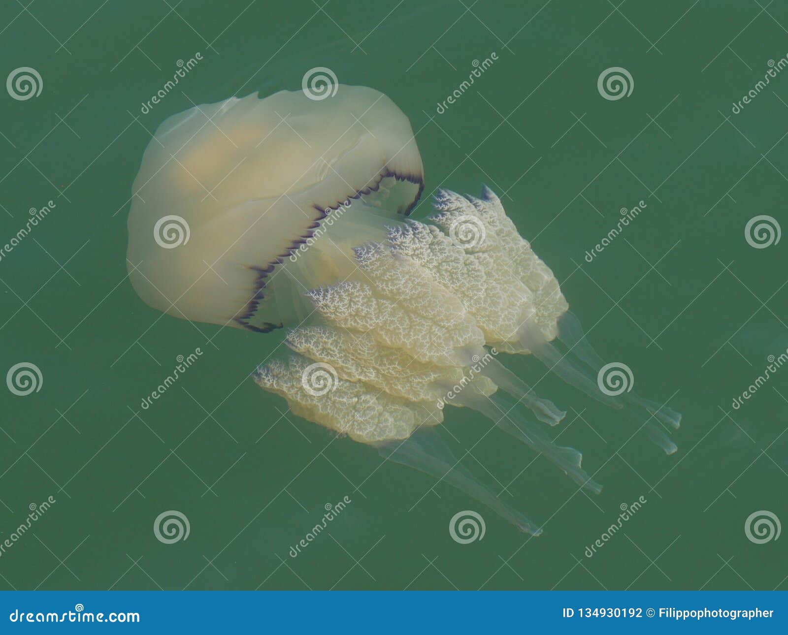 Meduse Trasparenti Di Rhizostoma Fotografia Stock - Immagine di ...
