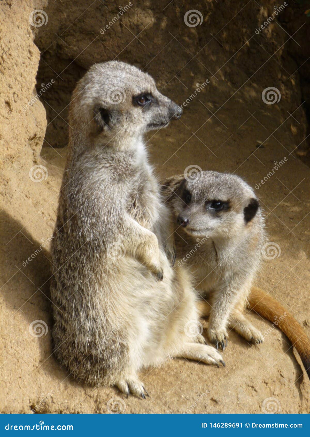 Meecat lookout stock image. Image of away, meecat, looking - 146289691