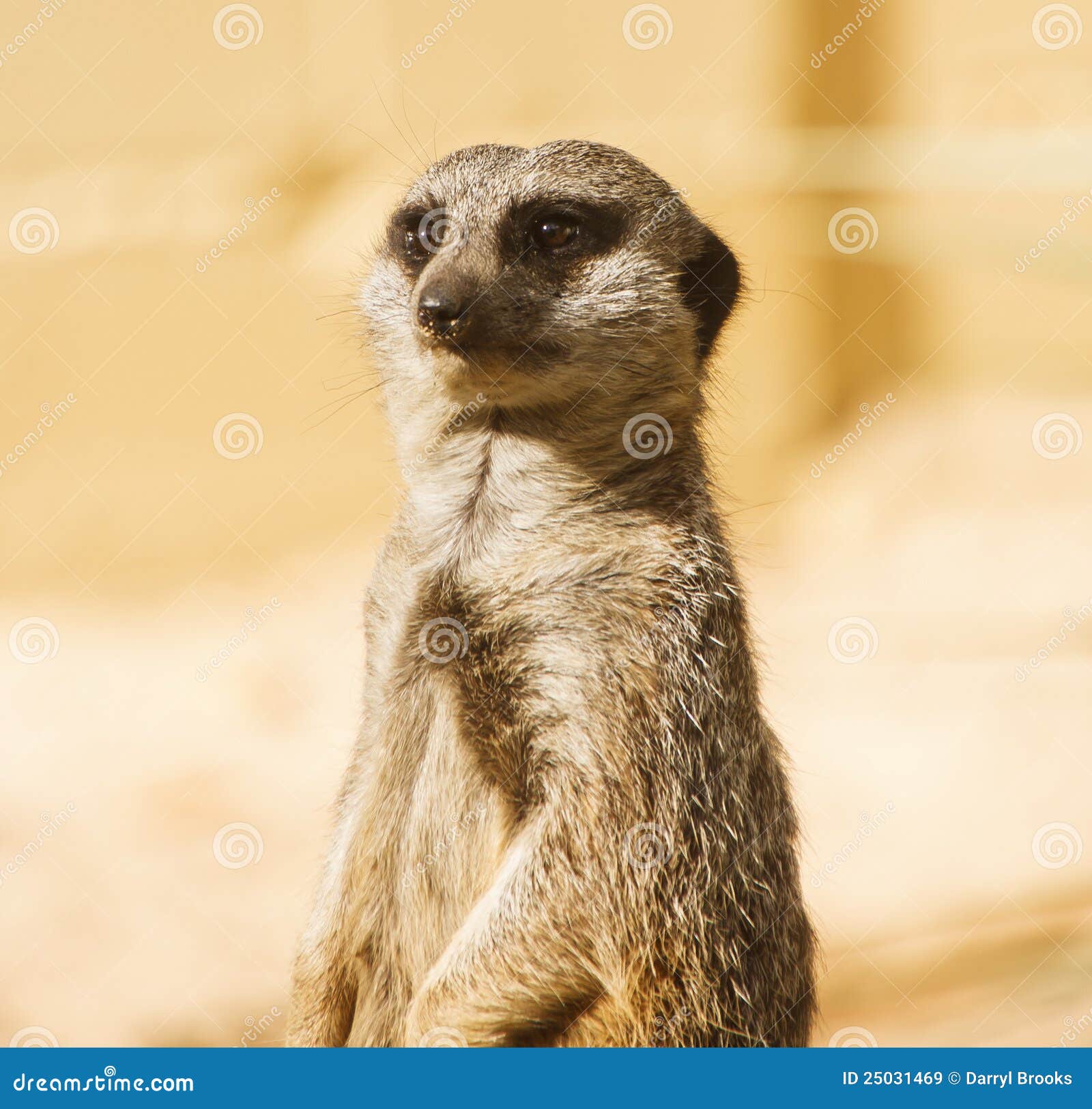 Meekat Looking Away stock image. Image of wild, eyes - 25031469