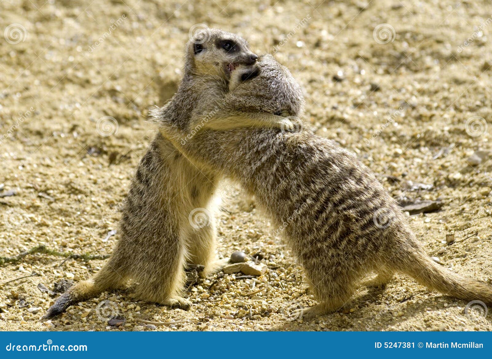 Meekats play fighting stock image. Image of meerkat, teeth - 5247381