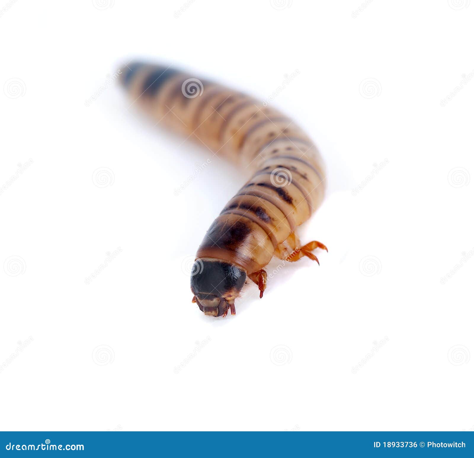 Meelworm stock foto. Image of dieren, rupsband, rups - 18933736