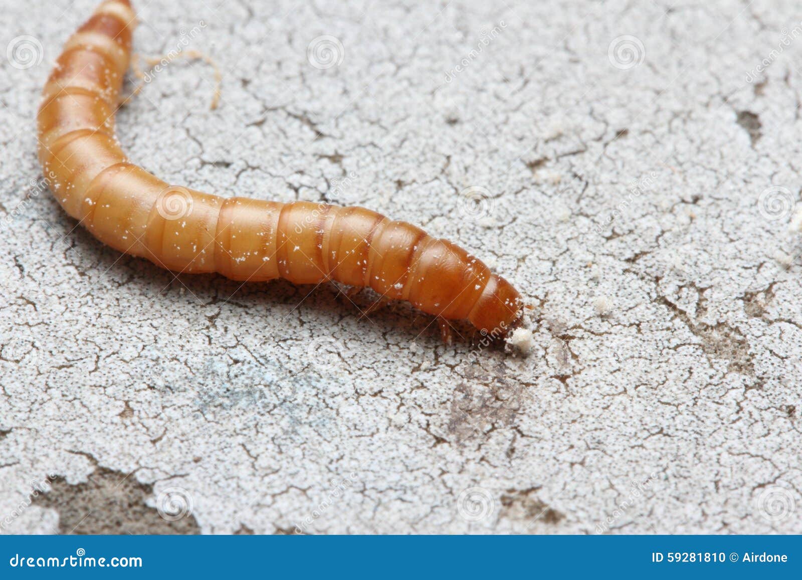 Meelworm stock foto. Image of nave, worm, insect, larve - 59281810