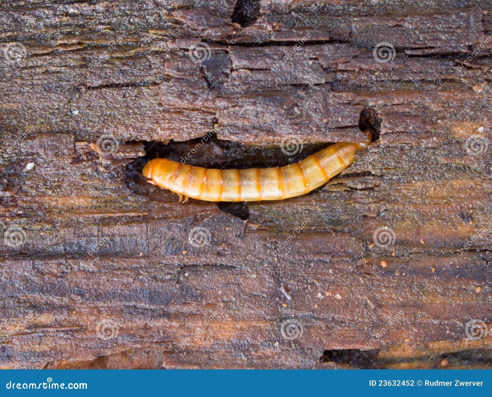 Meelworm op houten detail stock foto. Image of horizontaal - 23632452