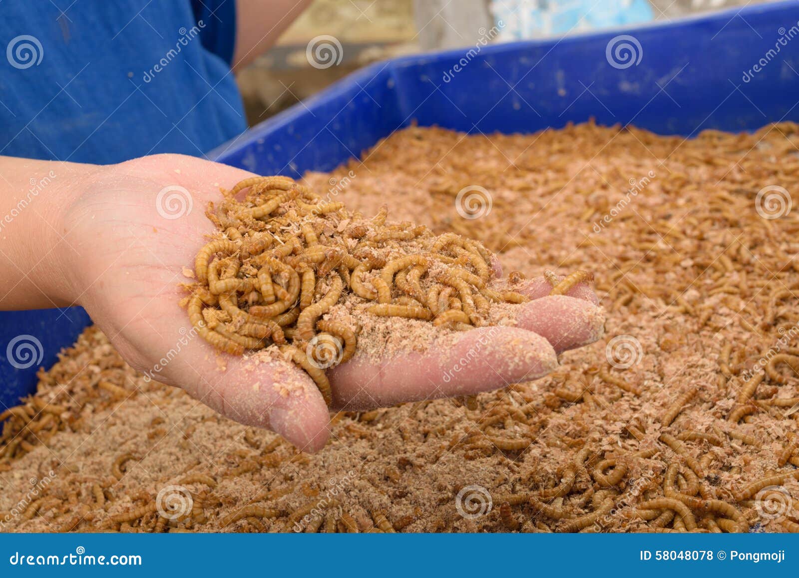 Meelworm ter beschikking stock foto. Image of visserij - 58048078