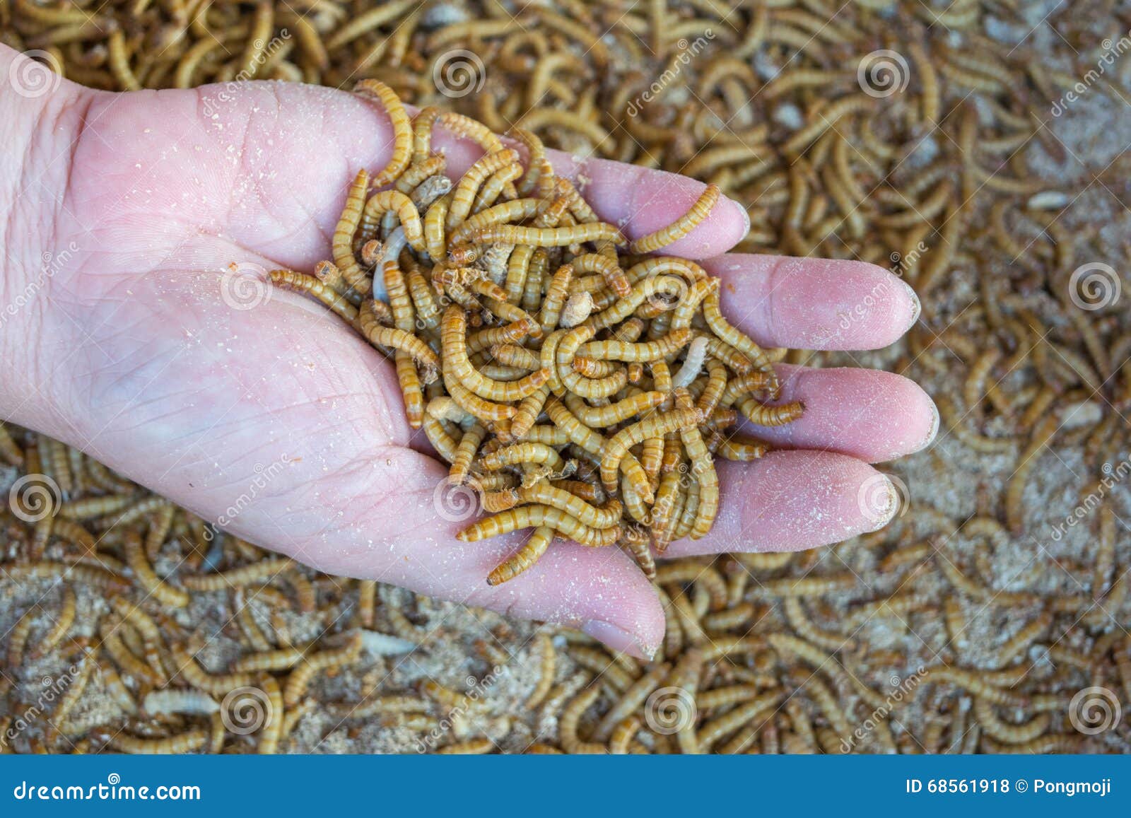 Meelworm ter beschikking stock foto. Image of dier, voer - 68561918