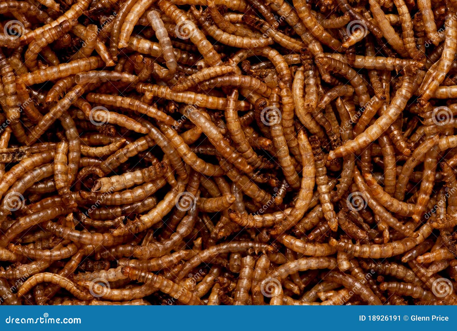 Meelwormen stock afbeelding. Image of sluit, achtergrond - 18926191
