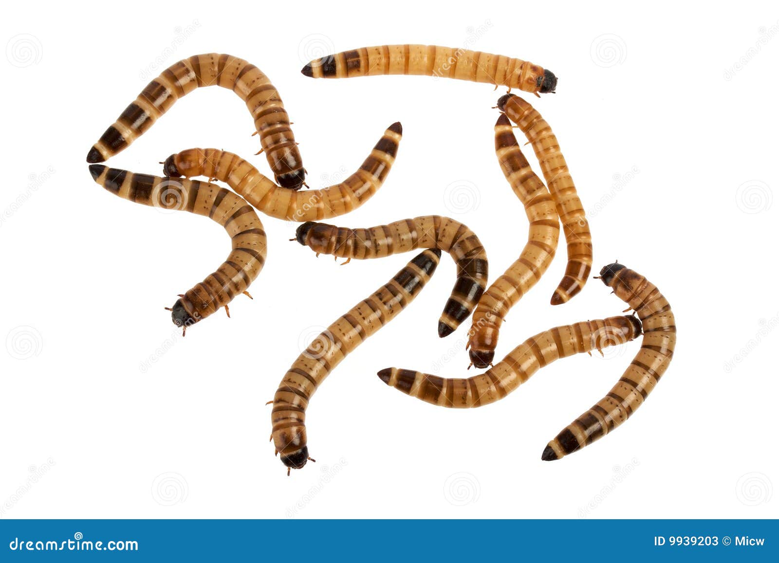 Meelwormen stock afbeelding. Image of bruin, dier, biologie - 9939203