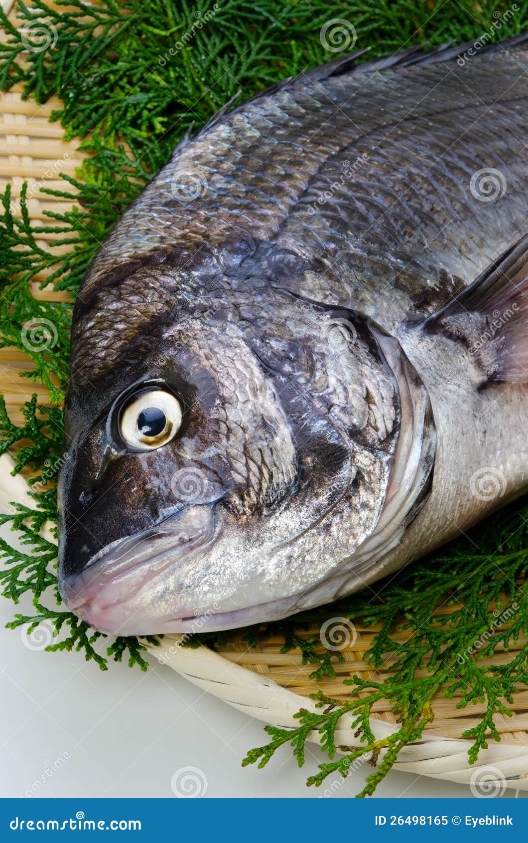 Meer-Brachsen stockbild. Bild von nahrung, meer, organisch - 26498165