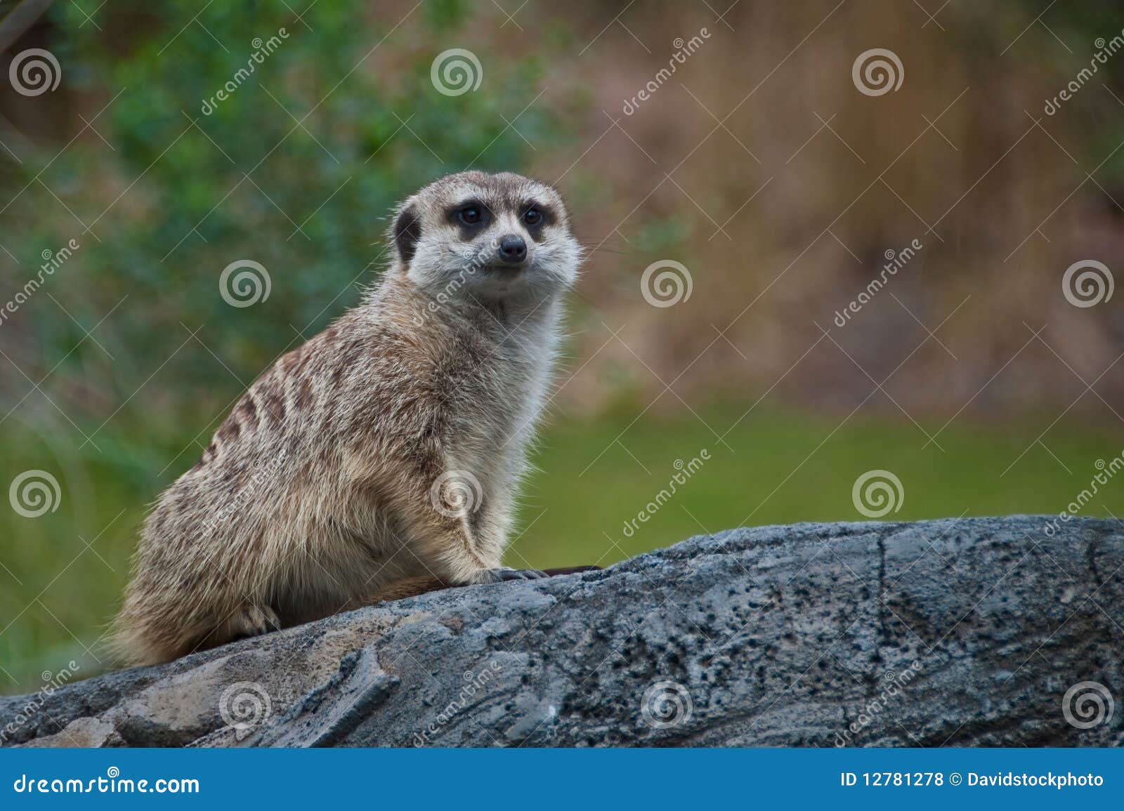Meer Cat stock photo. Image of groundhog, meercat, meer - 12781278