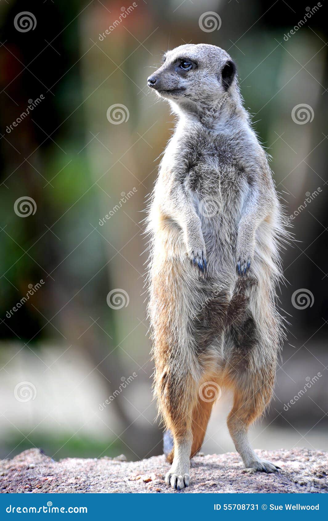 Meer Cat stock image. Image of looking, lion, meer, cats - 55708731