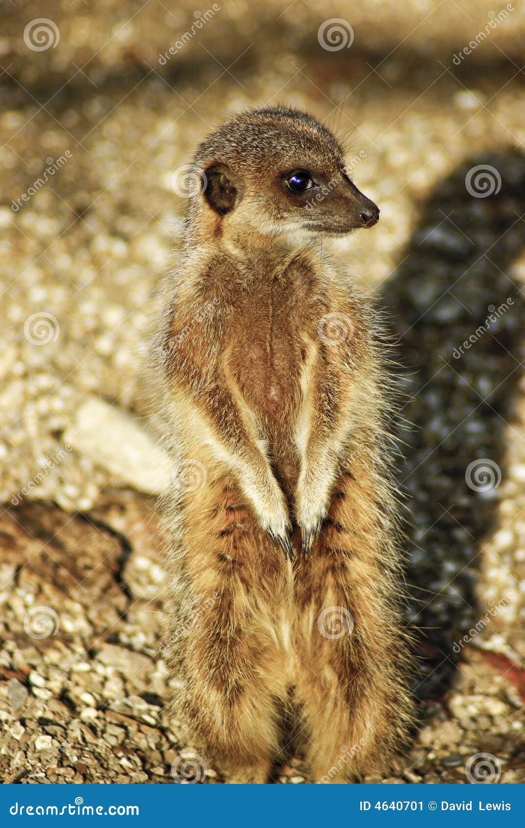 Meer cats stock image. Image of wild, danger, travel, nature - 4640701