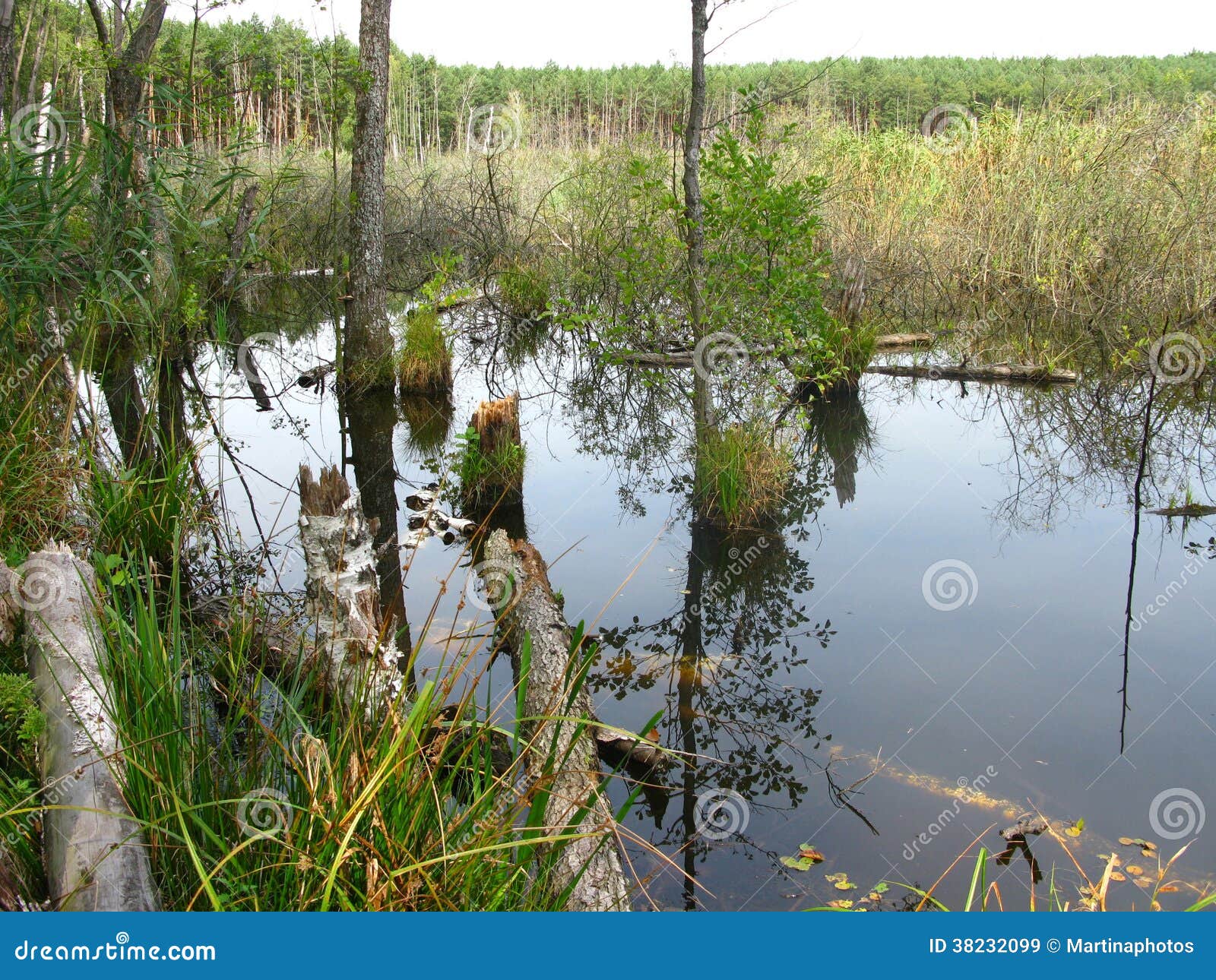 Meer, Moeras, Bomen En Mos. Stock Afbeelding - Image of voetpad ...