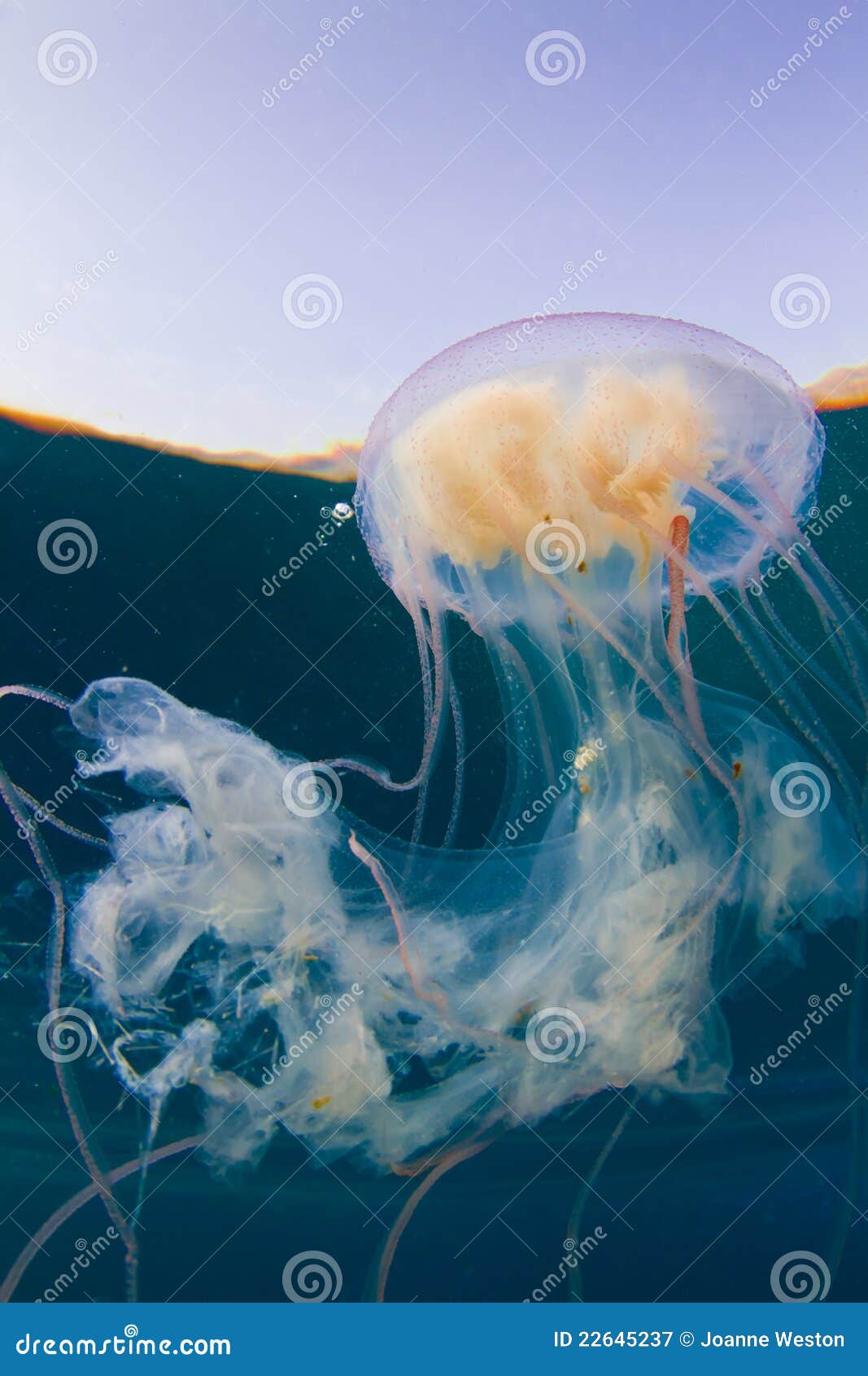 Meer-Quallen stockbild. Bild von ägypten, tier, wasser - 22645237