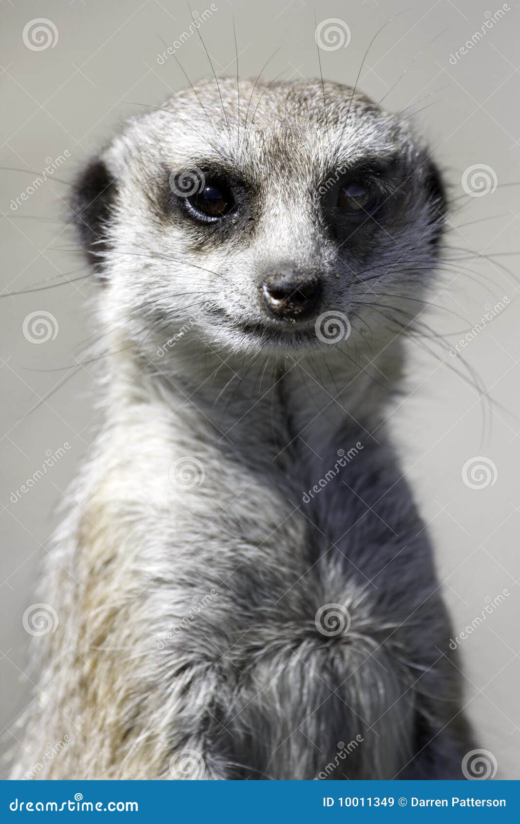 Meercat stock image. Image of sentry, south, meerkat - 10011349