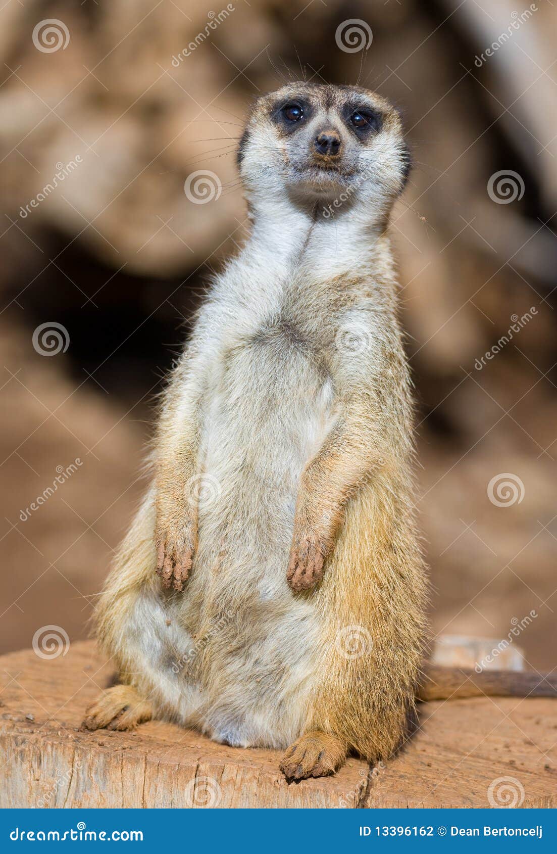 Meercat photo stock. Image du nature, mignon, alerte - 13396162