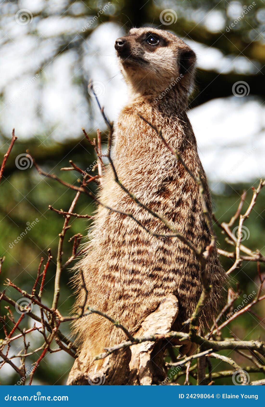 Meercat stock photo. Image of mammal, cute, nature, meerkat - 24298064