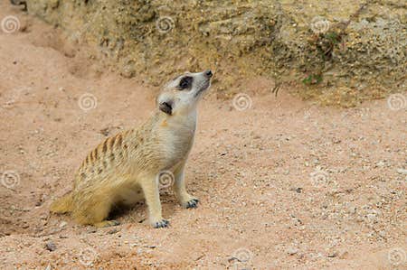 Meercat stock image. Image of small, wild, mammal, furry - 25129463