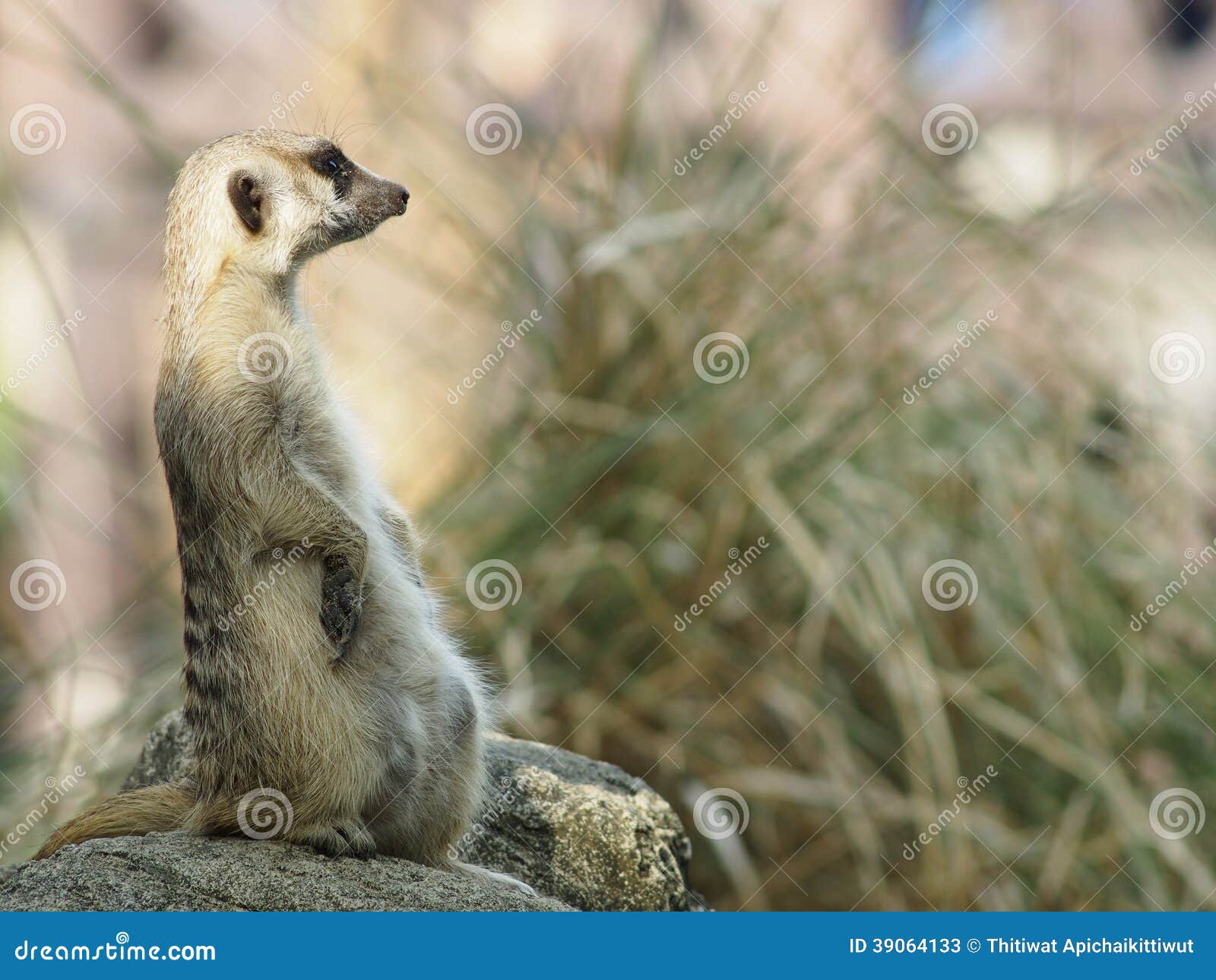 Meercat imagen de archivo. Imagen de animales, animal - 39064133