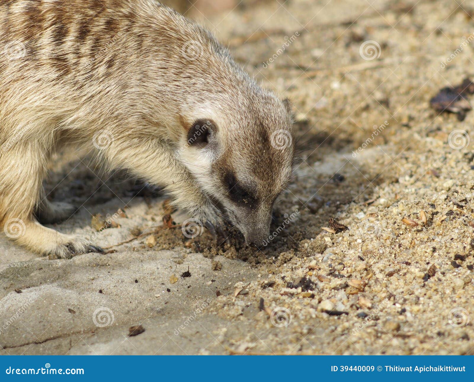 Meercat image stock. Image du animal, support, chat, faune - 39440009