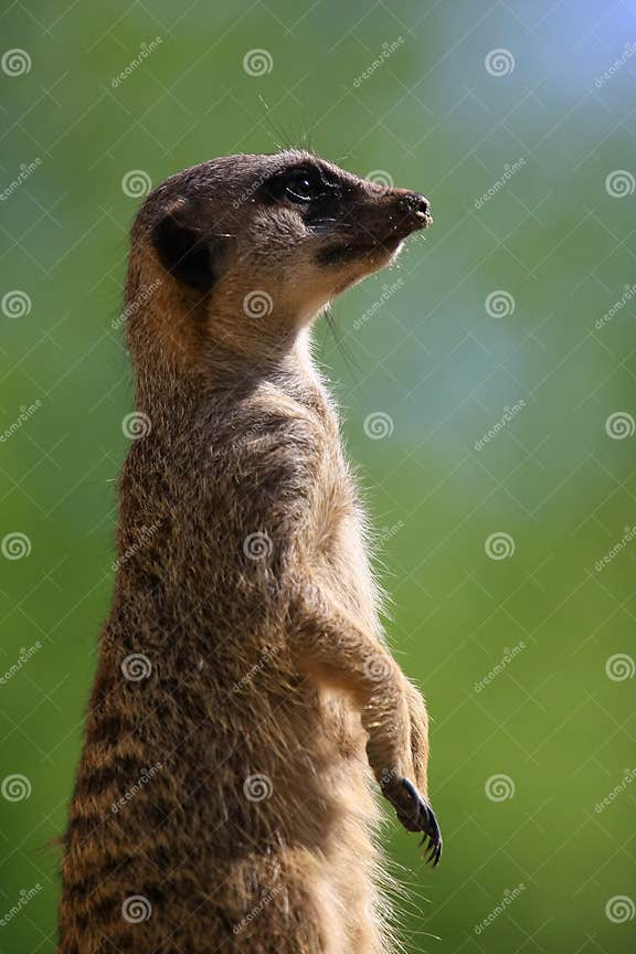 Meercat stock photo. Image of wildlife, meercat, safari - 5060552