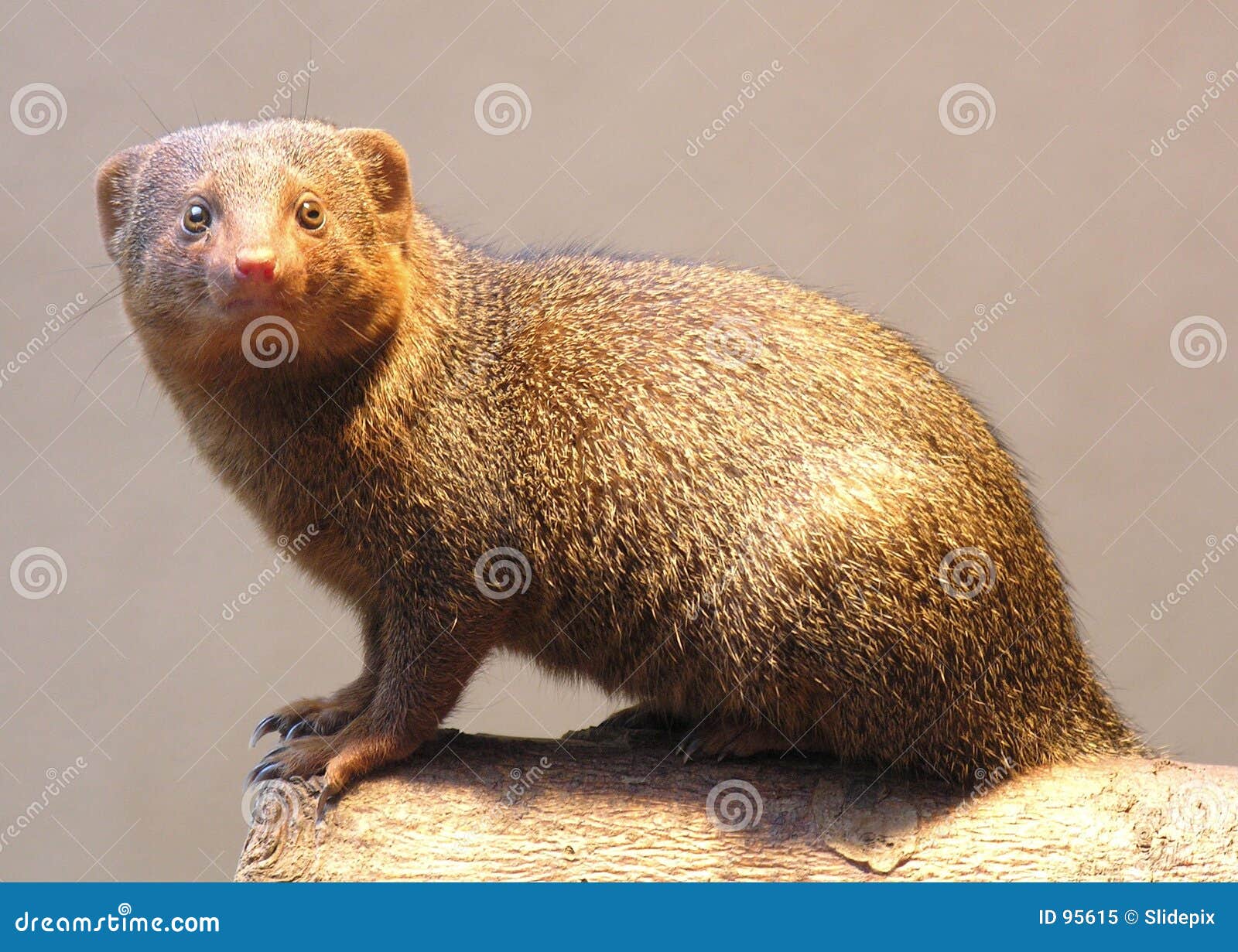 Meercat stock image. Image of lookout, wild, wildlife, cote - 95615