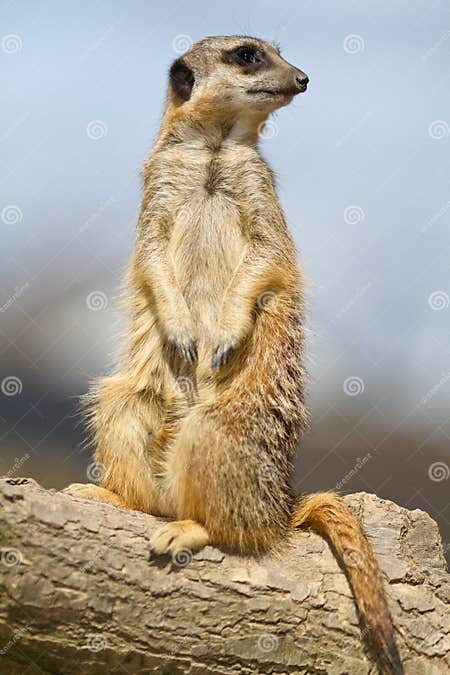 Meercat on duty stock photo. Image of rodent, mammal - 14243376