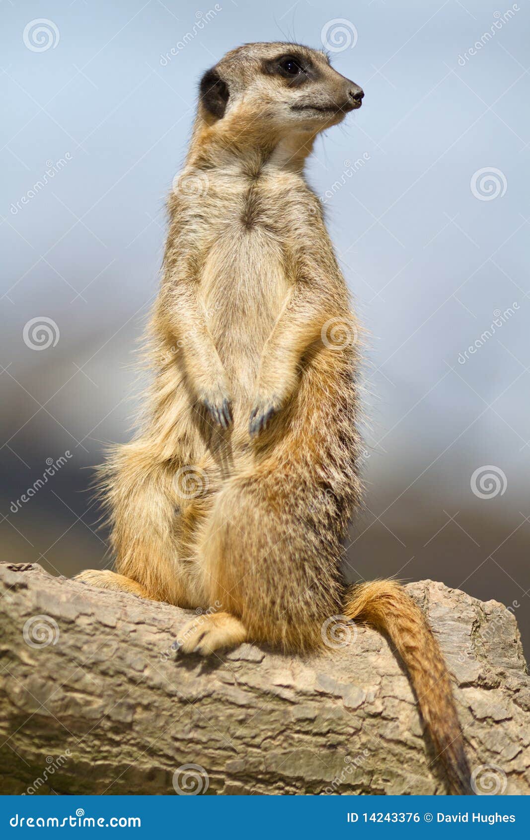 Meercat en service photo stock. Image du poilu, orienté - 14243376