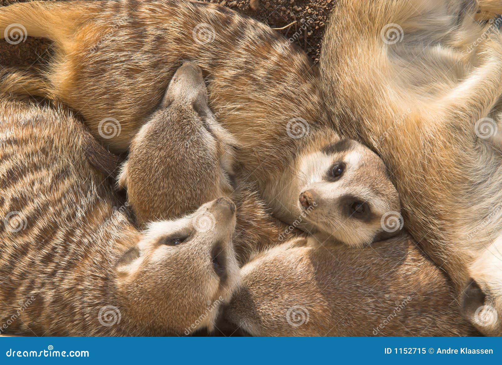 Meercat family stock image. Image of brown, omnivore, shot - 1152715