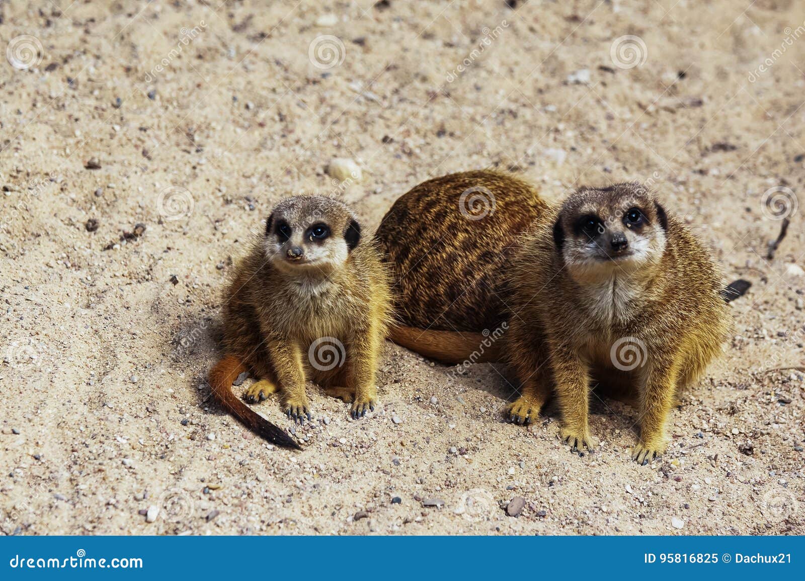 Meercat family in the zoo stock image. Image of landscape - 95816825