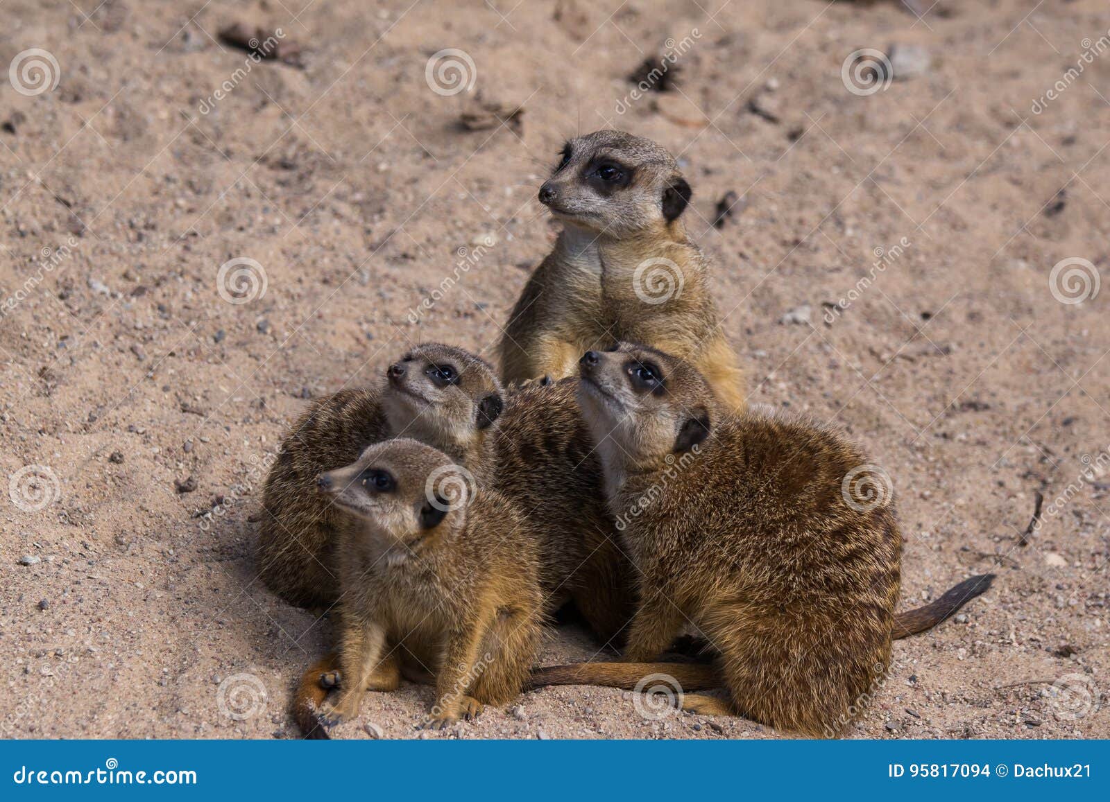 Meercat family in the zoo stock photo. Image of mammal - 95817094