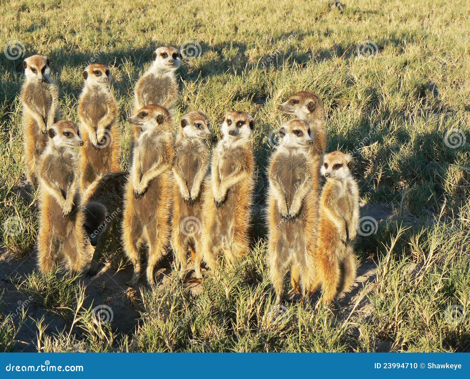 Meercat Group stock photo. Image of sunny, rodent, plains - 23994710