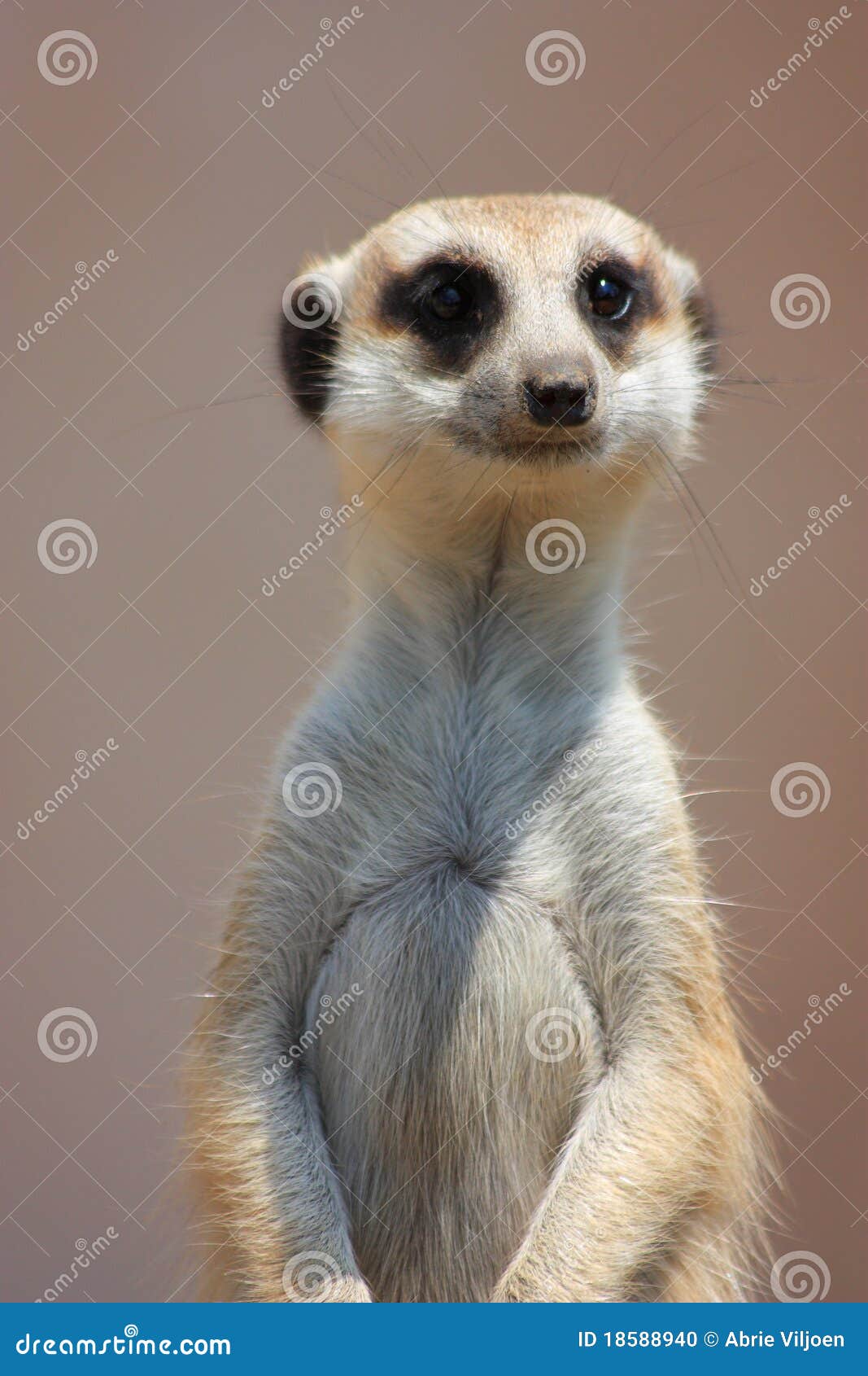 Meercat Portrait stock photo. Image of intense, duty - 18588940