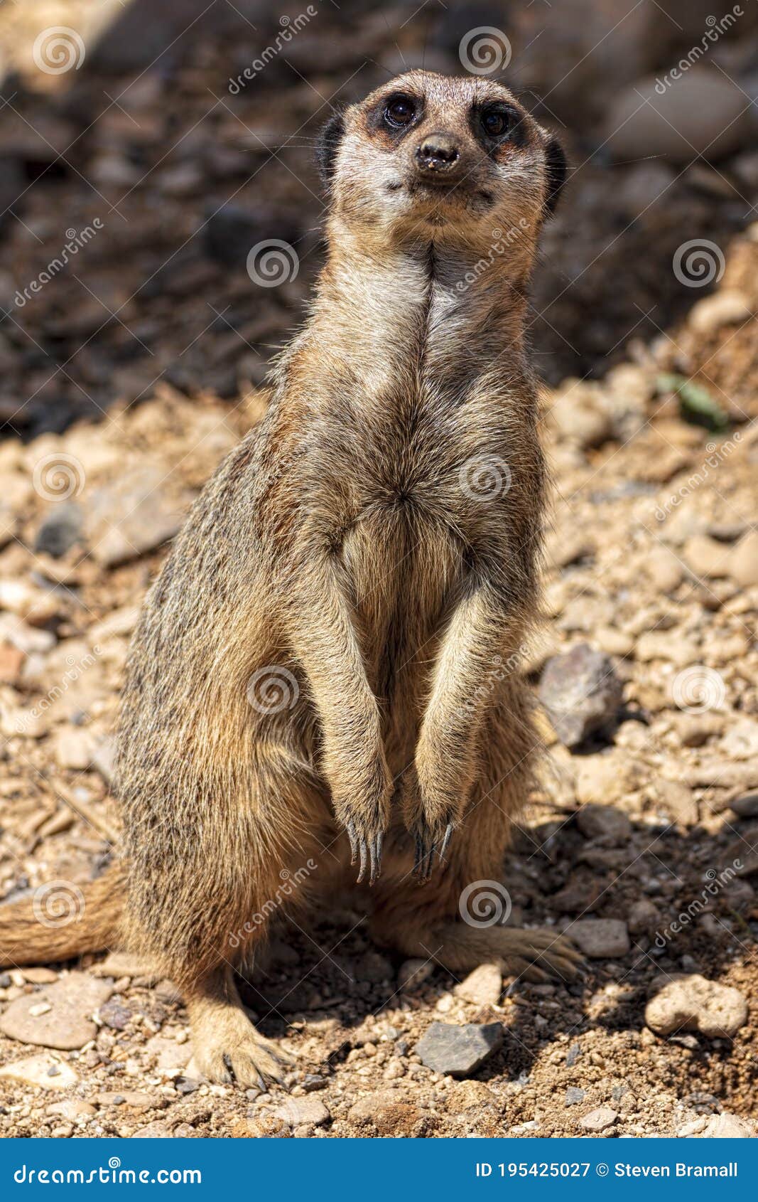 Inquisitive Meerkat Sitting Upright Staring Straight Ahead Stock Image ...