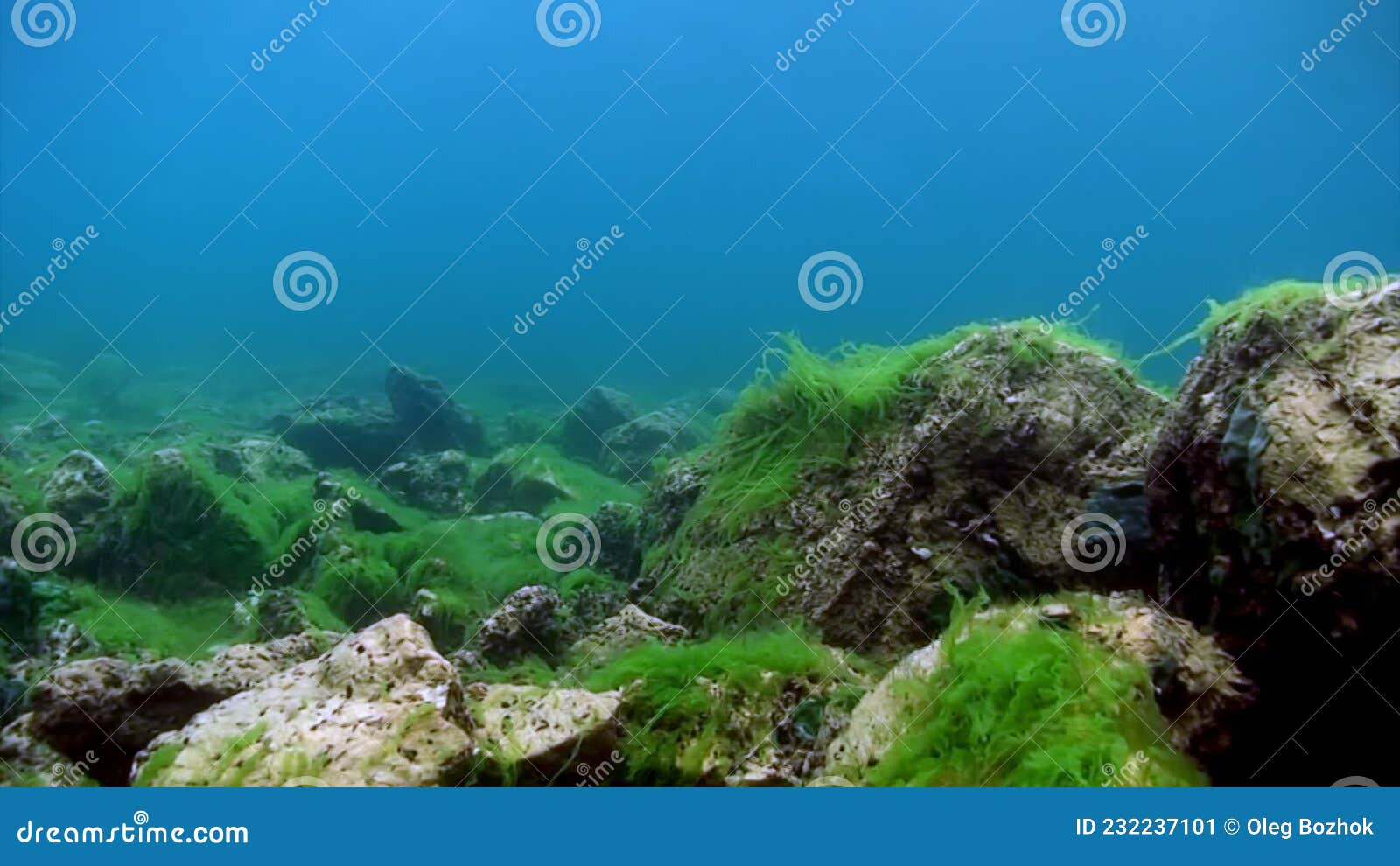 Meeresalgen. stock video. Video von marinesoldat, hintergrund - 232237101