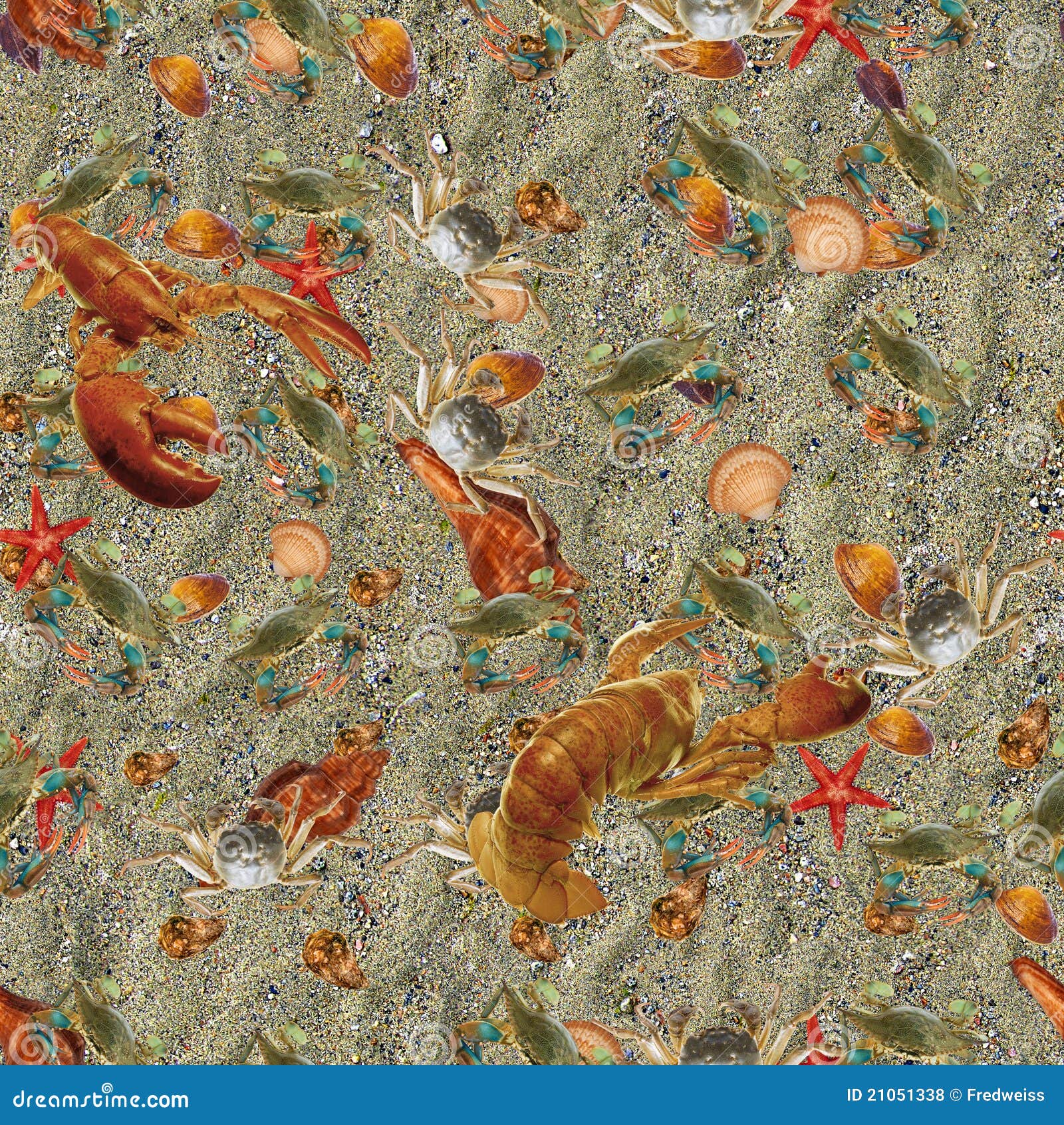 Meeresboden stockfoto. Bild von sand, marinesoldat, meeresfrüchte ...