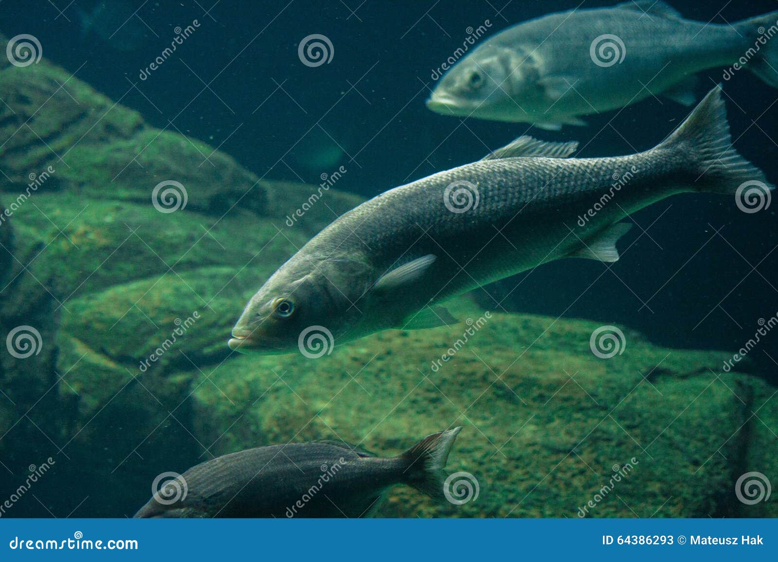 Meeresfisch stockbild. Bild von leben, ozean, stein, aquarium - 64386293