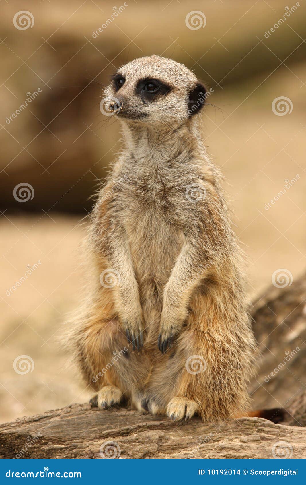 Meerkat stock photo. Image of suricata, close, rocks - 10192014
