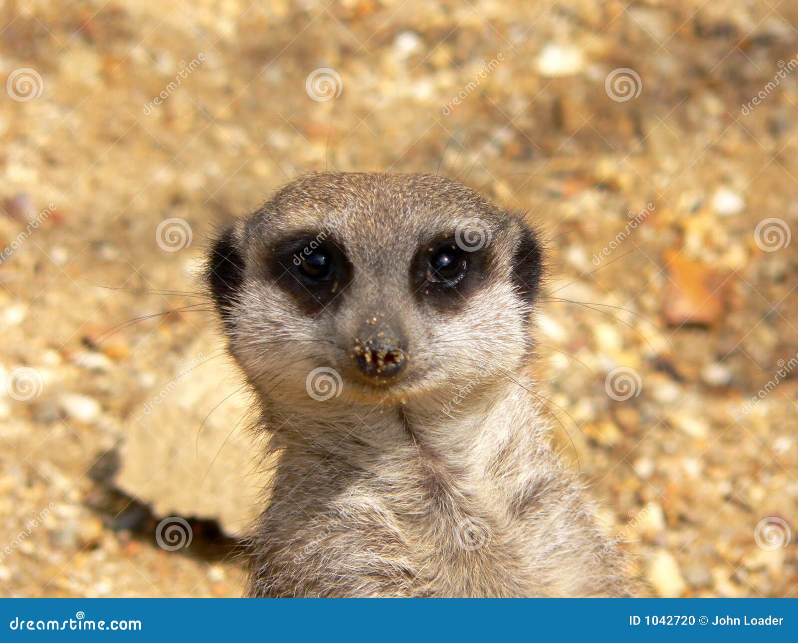 Meerkat stock photo. Image of desert, safari, animal, eyes - 1042720