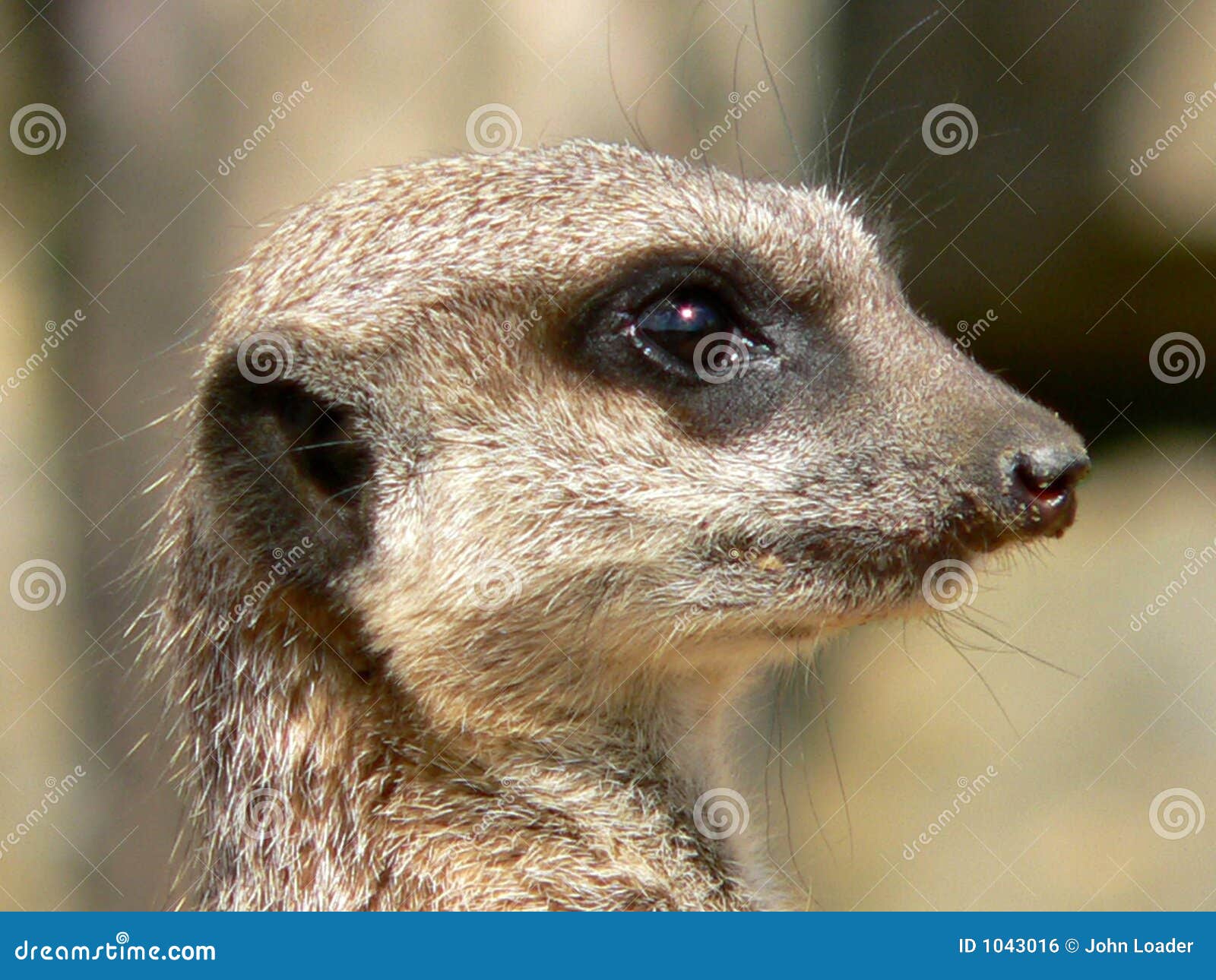 Meerkat stock photo. Image of animal, meerkat, africa - 1043016
