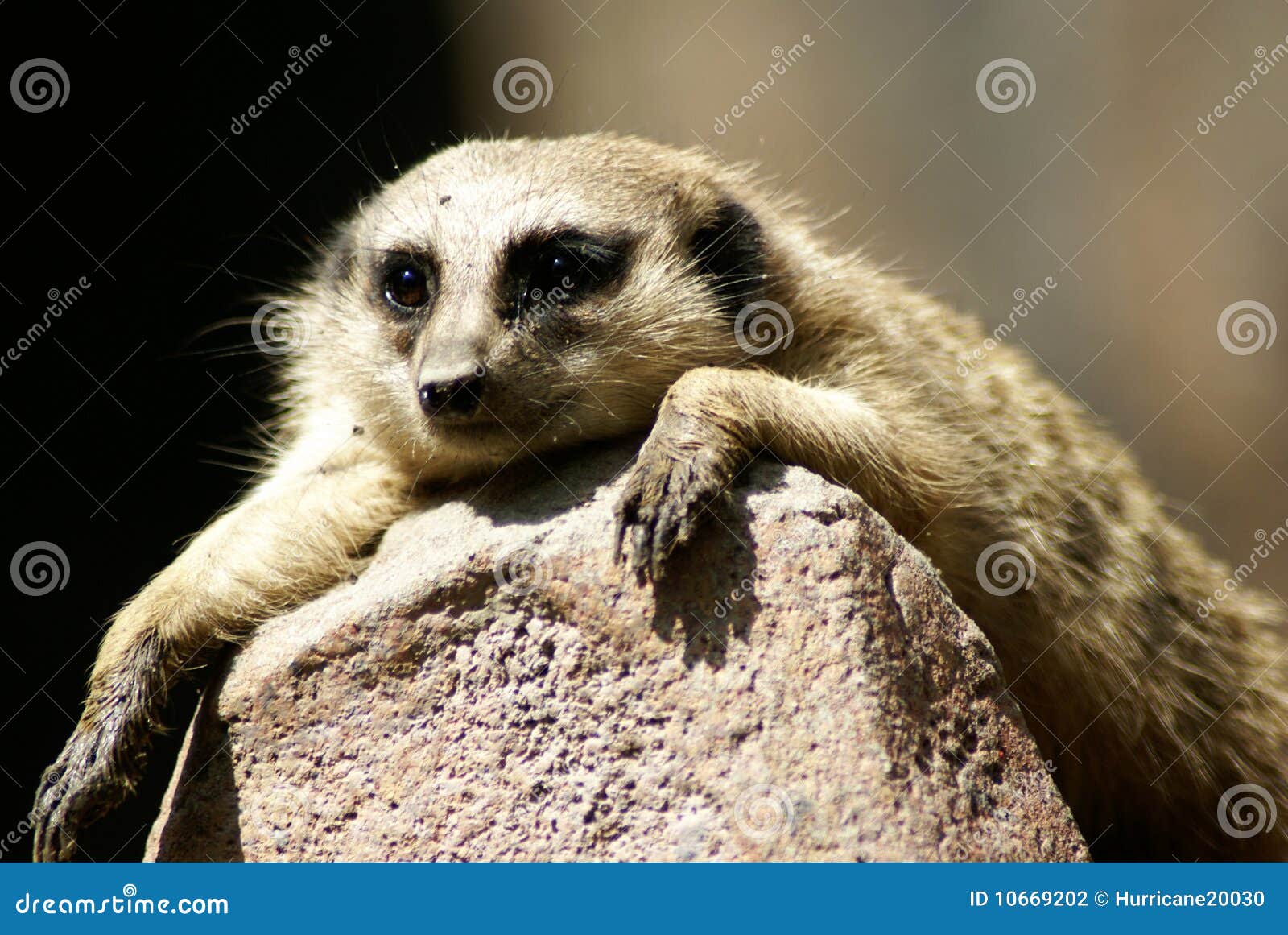 Meerkat stock photo. Image of sunny, meerkat, stone, family - 10669202