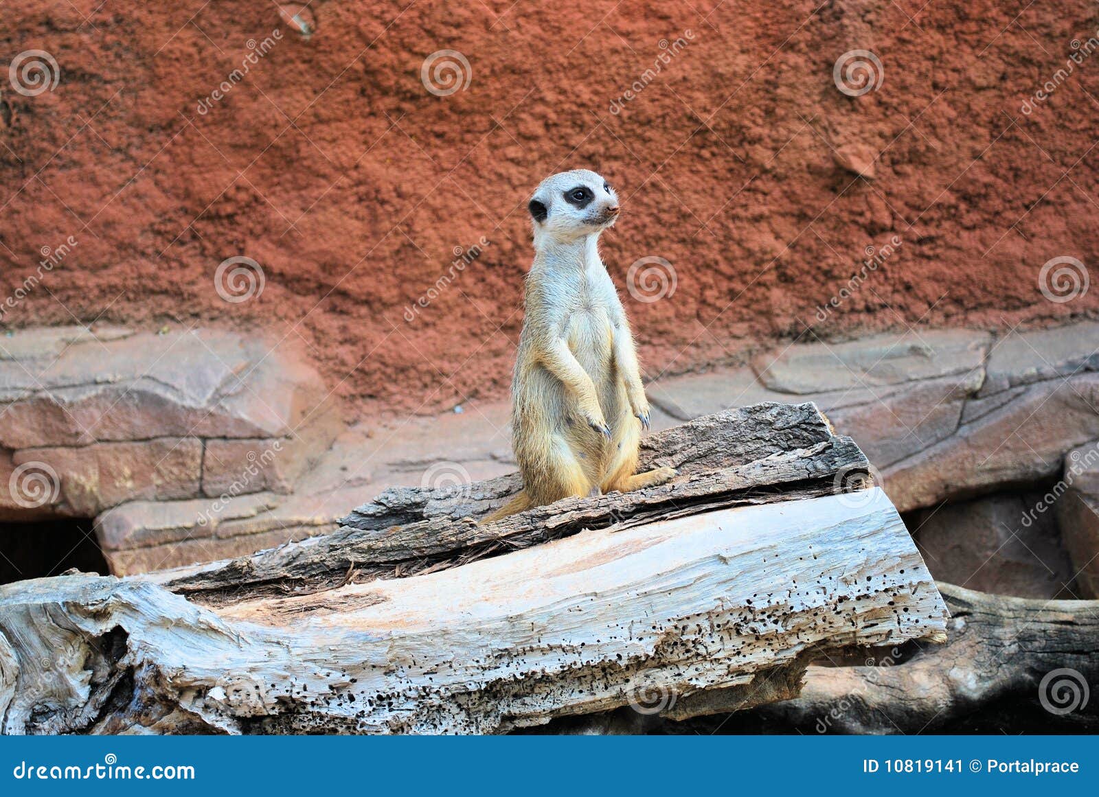 Meerkat stock image. Image of animals, fanny, meerkat - 10819141
