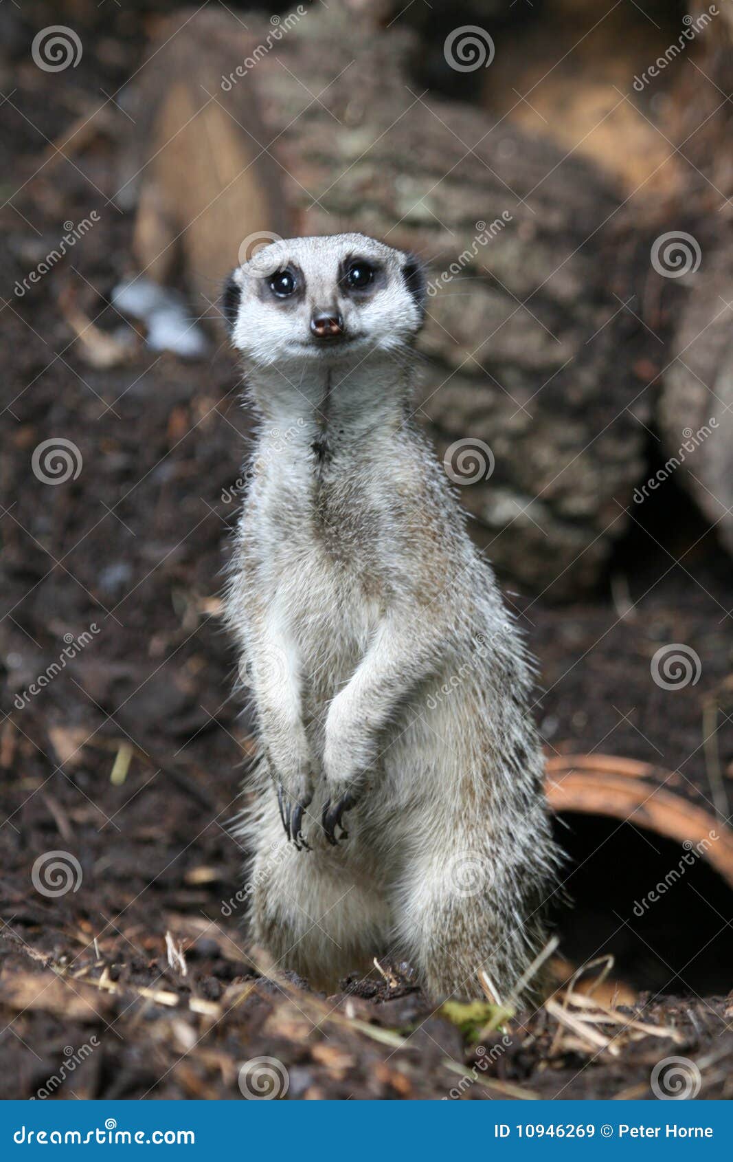Meerkat stock image. Image of upright, meerkat, mammal - 10946269