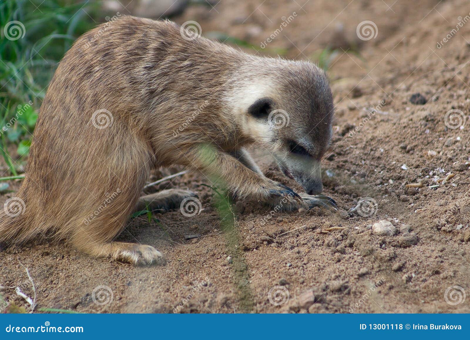 Meerkat stock photo. Image of standing, nature, protection - 13001118