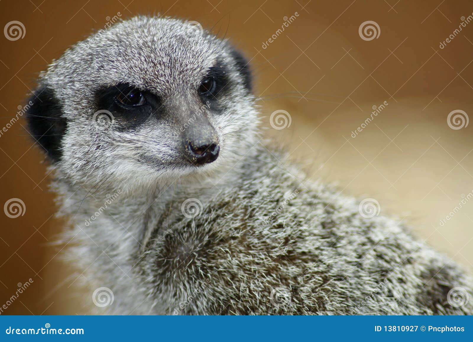 Meerkat stock image. Image of detail, furry, mammal, close - 13810927