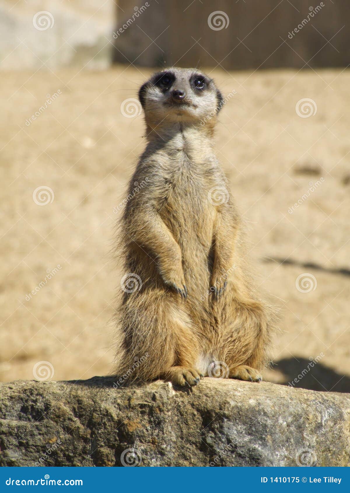 Meerkat stock image. Image of soldier, meerkats, animal - 1410175
