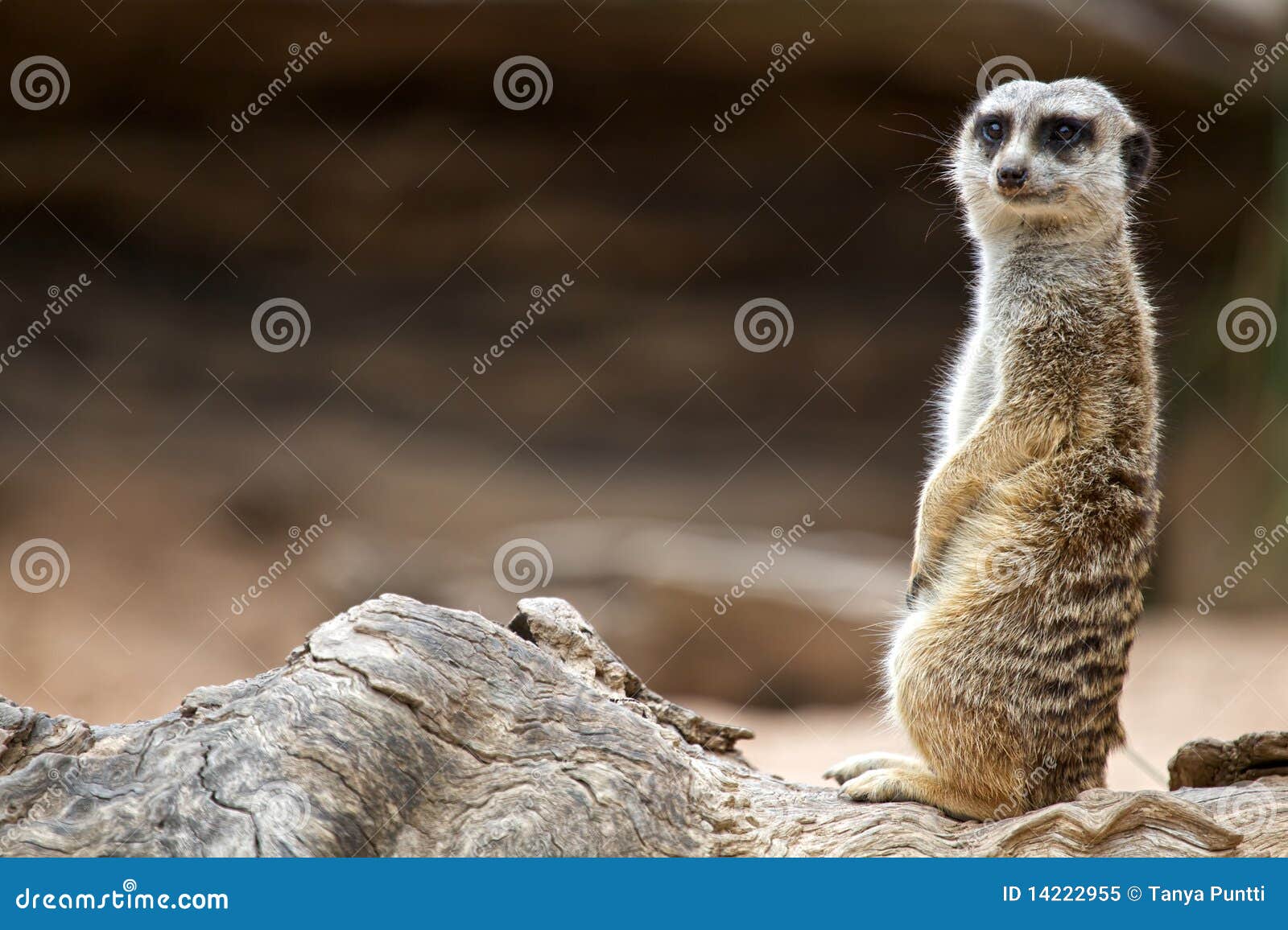 Meerkat Standing and Watching Stock Image - Image of meerkat, watches ...