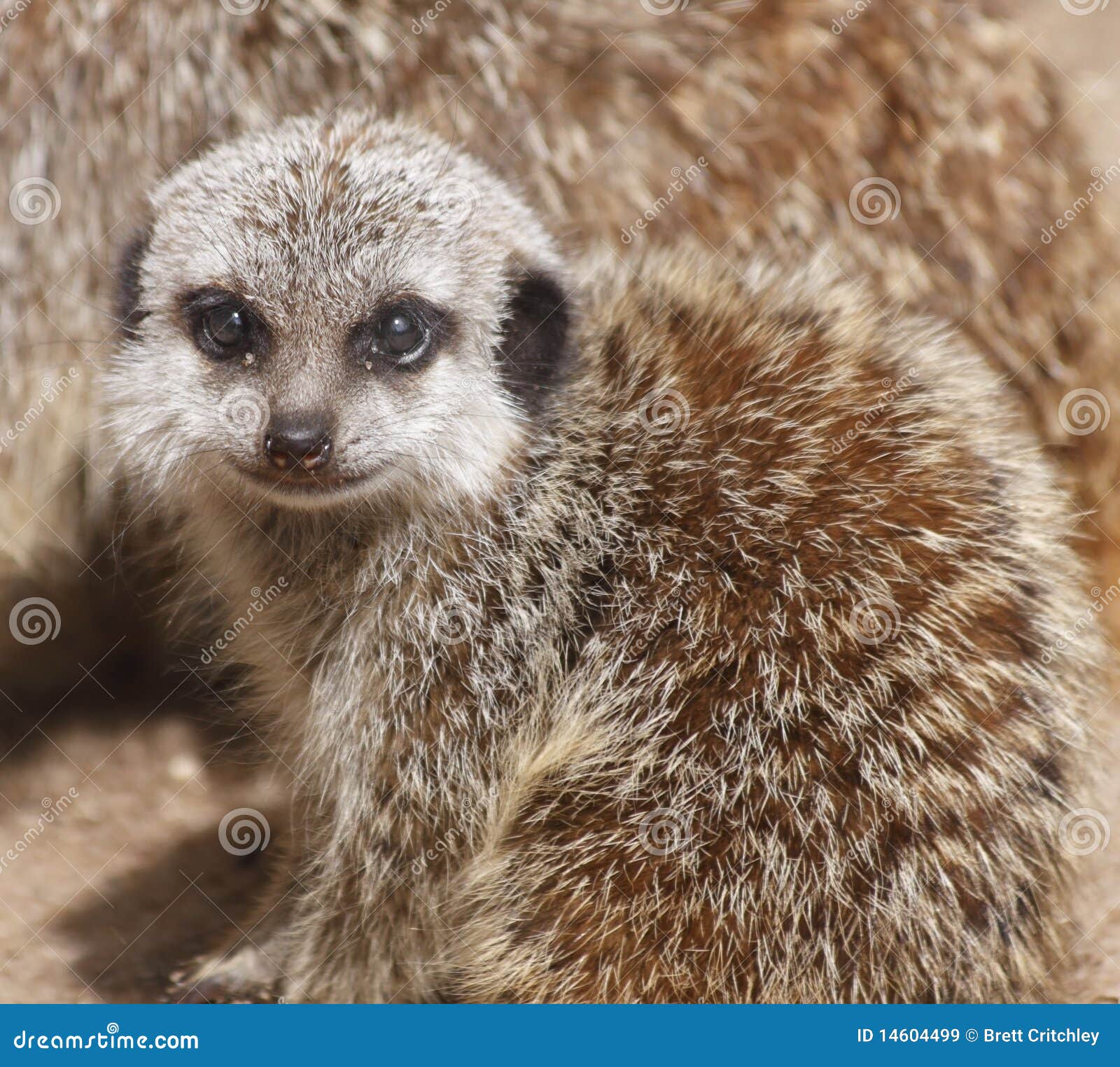 Cute baby meerkat stock image. Image of desert, small - 14604499